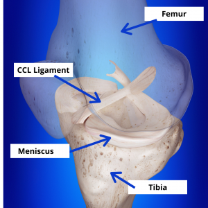 Could your dog have a CCL tear? What you should know. - Pawsitively Fit ...