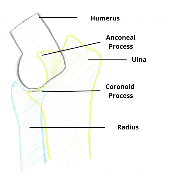 Could your dog have elbow dysplasia? - Pawsitively Fit