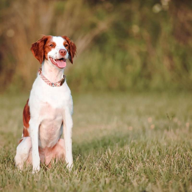 Can Doxepin help your dog with LarPar - Pawsitively Fit