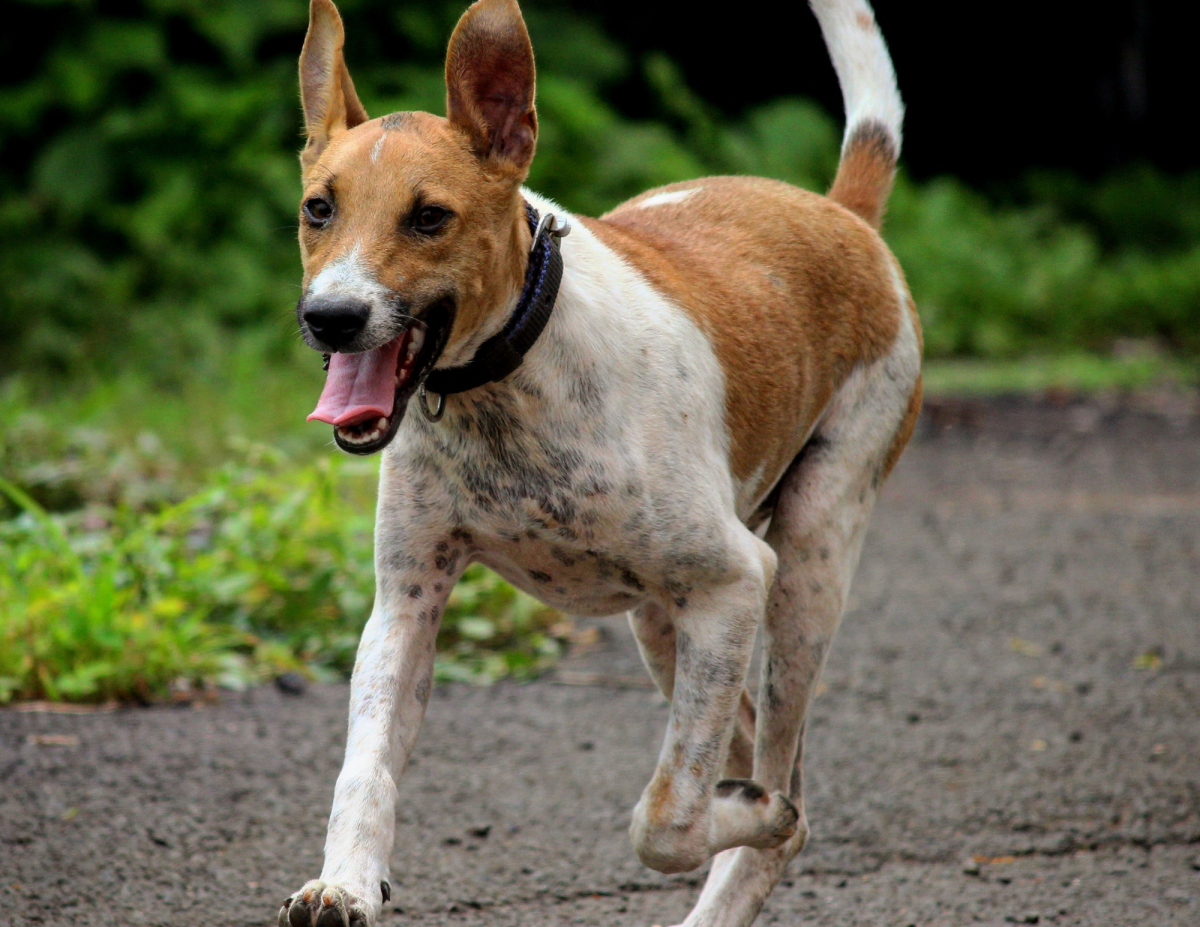 Librela: Should you believe the hype? - Pawsitively Fit Canine ...